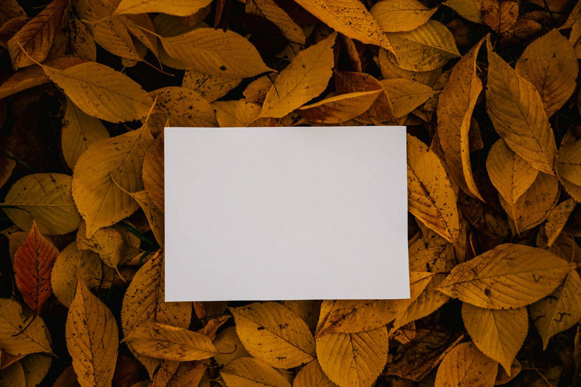 Watermarked Light Textured Wove Papers